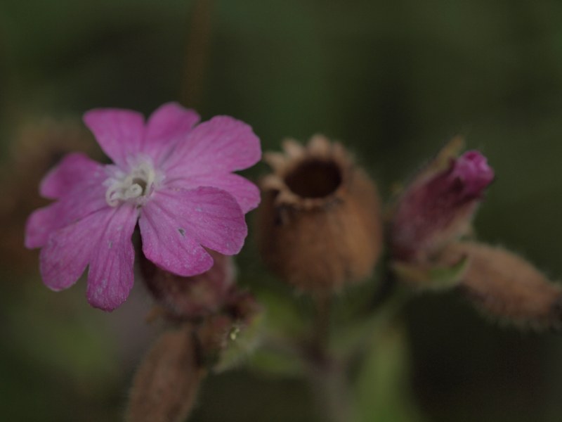 Marjon's fotoblog: tuintje, slakjes en kolibrievlinder